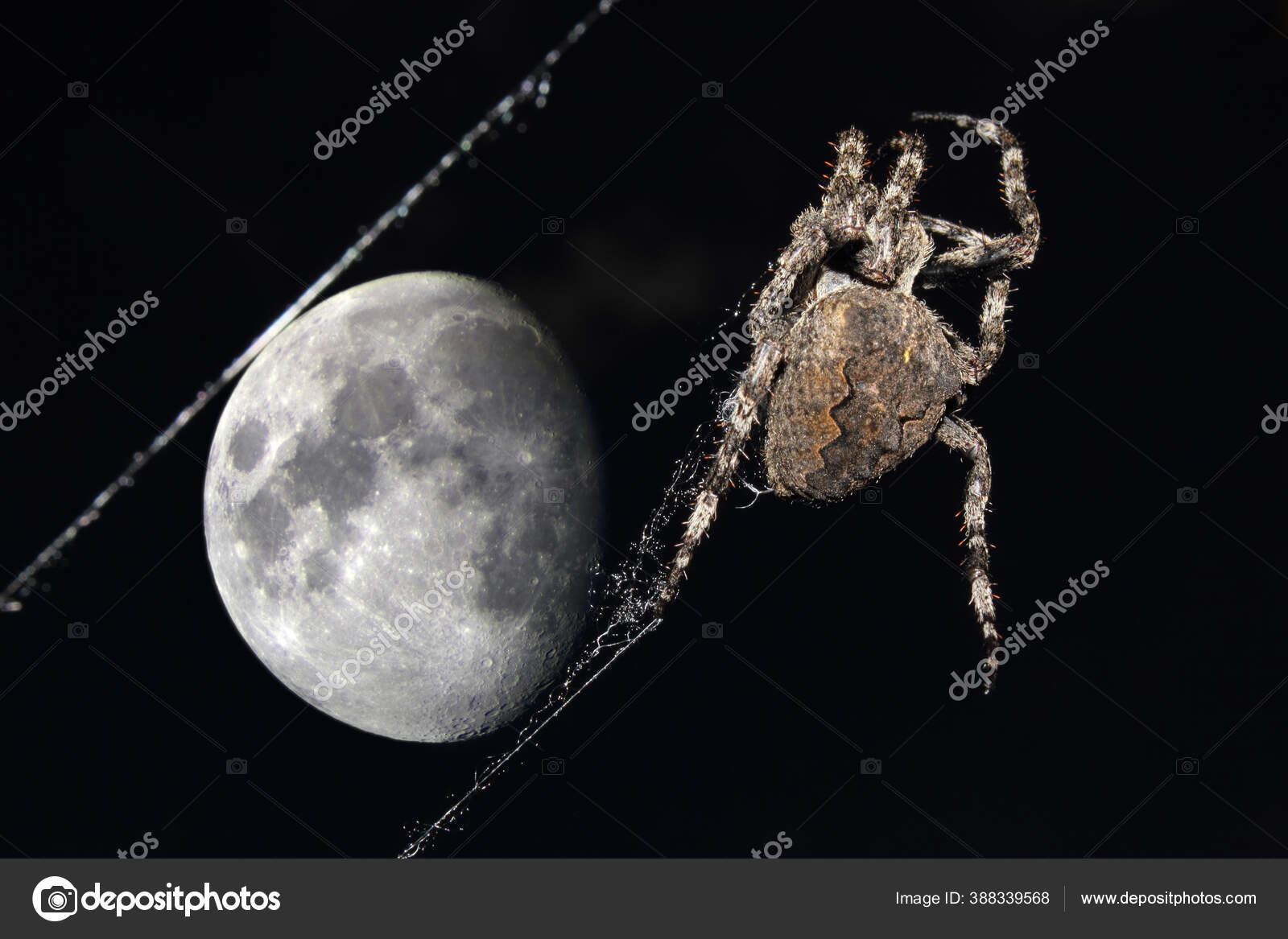 Orb Weaver Spider Big Moon — Stock Photo © Konovalenko #388339568