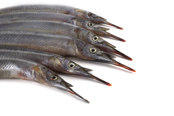 ᐈ Garfish stock pictures, Royalty Free gar fish images photos ...