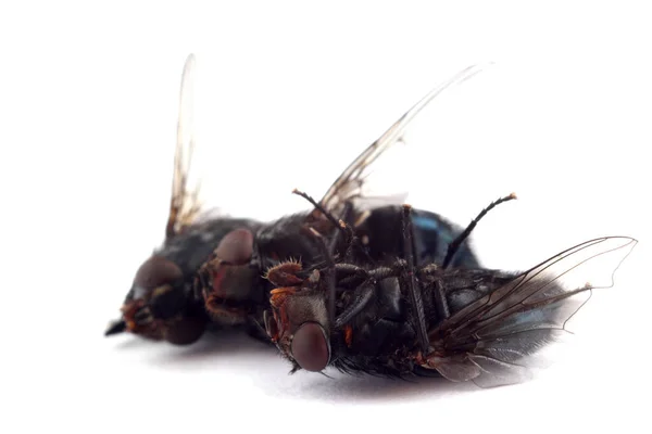 Garbage and flies Stock Photos, Royalty Free Garbage and flies Images ...