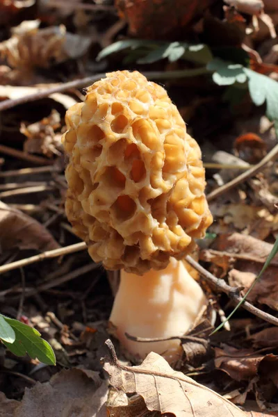 Growing morel mushrooms Stock Photos, Royalty Free Growing morel ...
