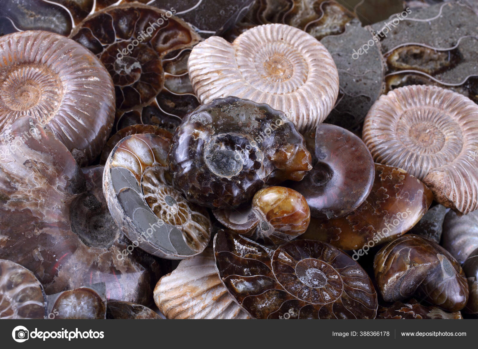 Ammonite Background Different Ammonite Varieties ⬇ Stock Photo, Image ...