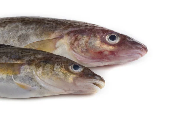 The cod and stockfish images libres de droit, photos de The cod and ...