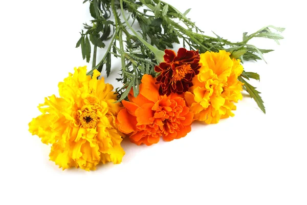 Bouquet de souci images libres de droit, photos de Bouquet de souci | Depositphotos