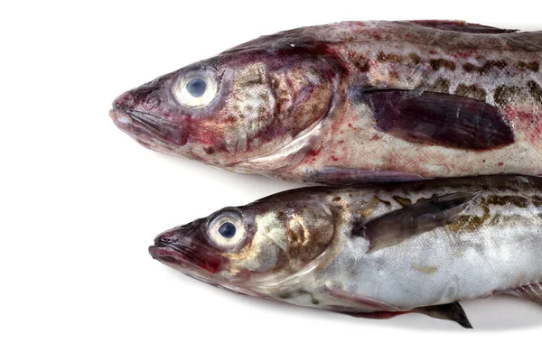 Poissons de goberge images libres de droit, photos de Poissons de ...