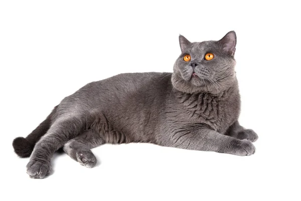 Kot rasowy Stock Photos, Royalty Free Kot rasowy Images | Depositphotos