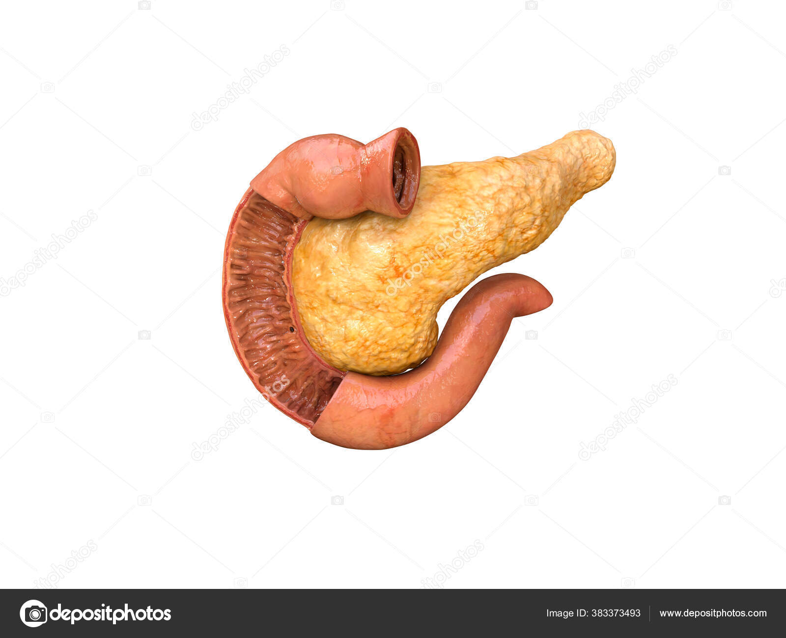 Pancreas Human Anatomy White Background Infographics Medical ...