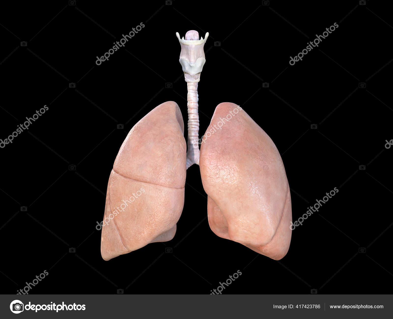 Keuhkoanatomiaa Keuhkokuvake Hengityselimet Realistinen Kuva Ihmisen ...