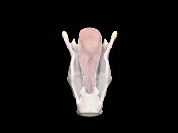 Anatomy Larynx Medical Illustration Black Background Side View ...