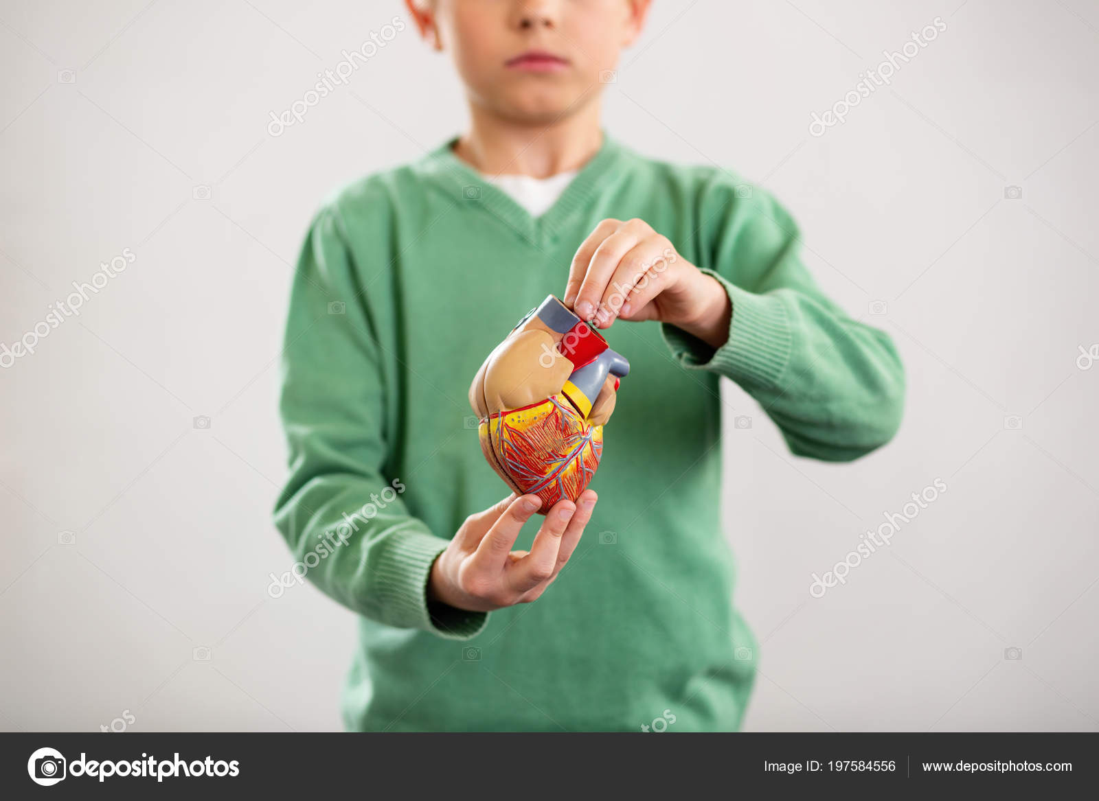 Selective focus of a human heart Stock Photo by ©Dmyrto_Z 197584556