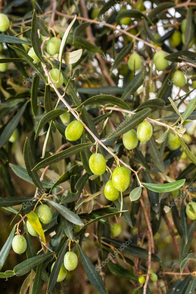 Aceitunas inmaduras en el árbol. Agricultura. 2023