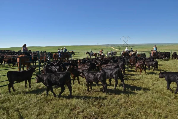 MUD BUTTE, DAKOTA DEL SUR, 23 de mayo de 2018: El rodeo anual y el ...