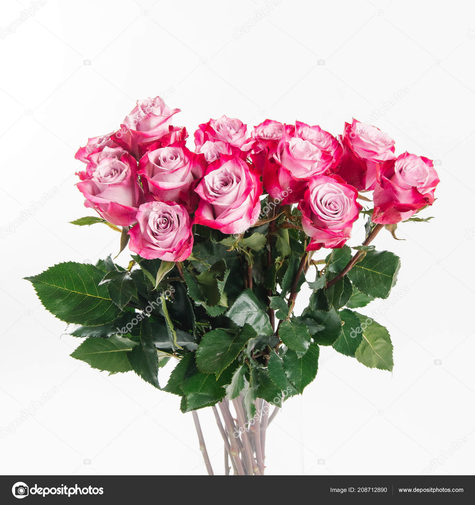 Gorgeous Bouquet Pink Roses Gradient Petals White Background Stock ...