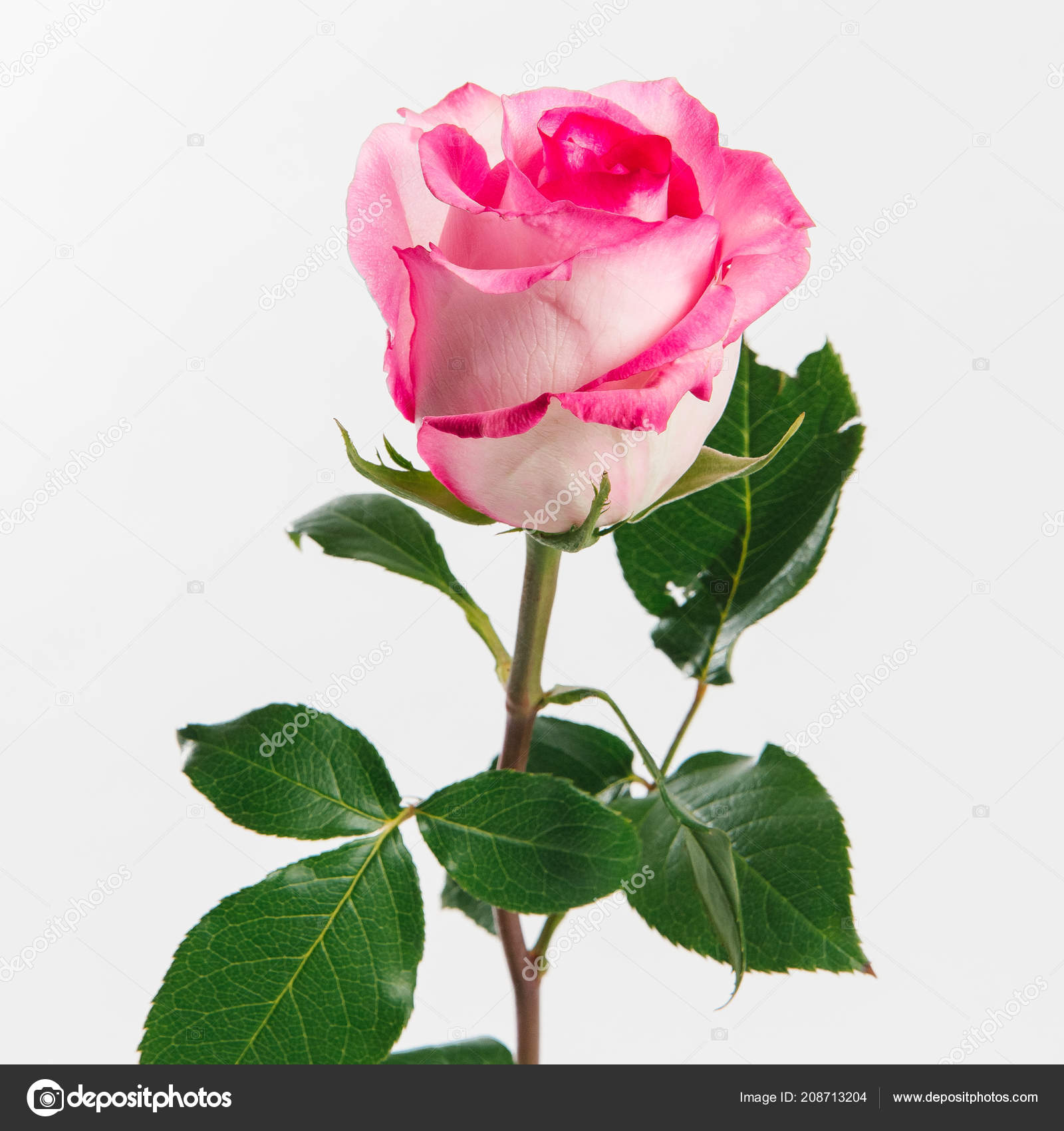 White And Pink Rose Pictures