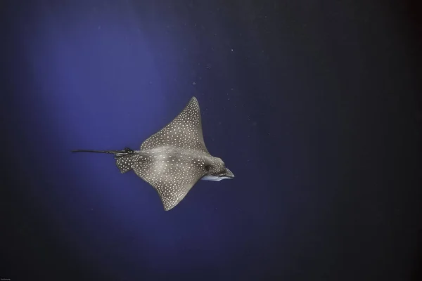 Spotted Eagle Ray Wallpaper