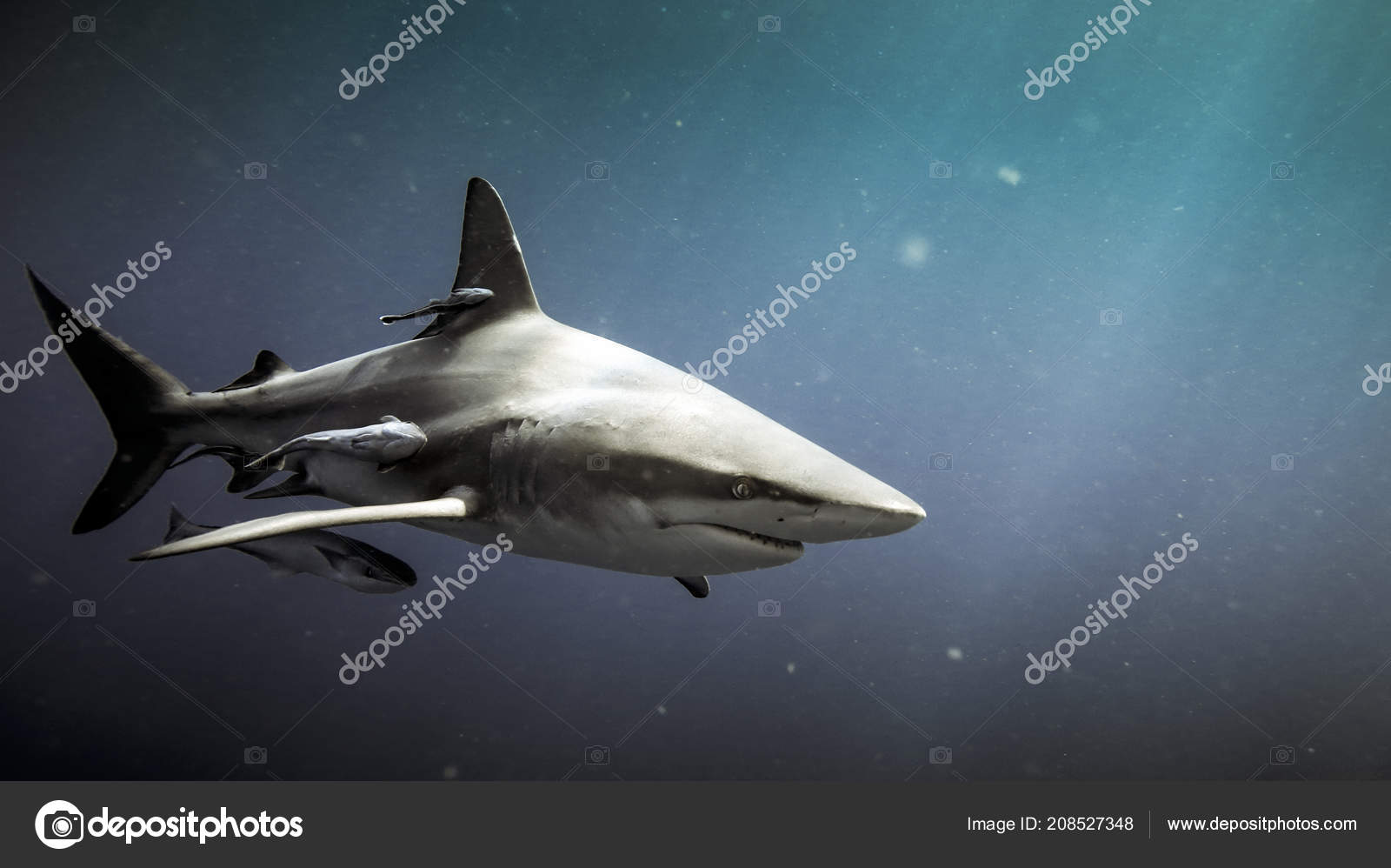 Remora Fish And Great White Shark