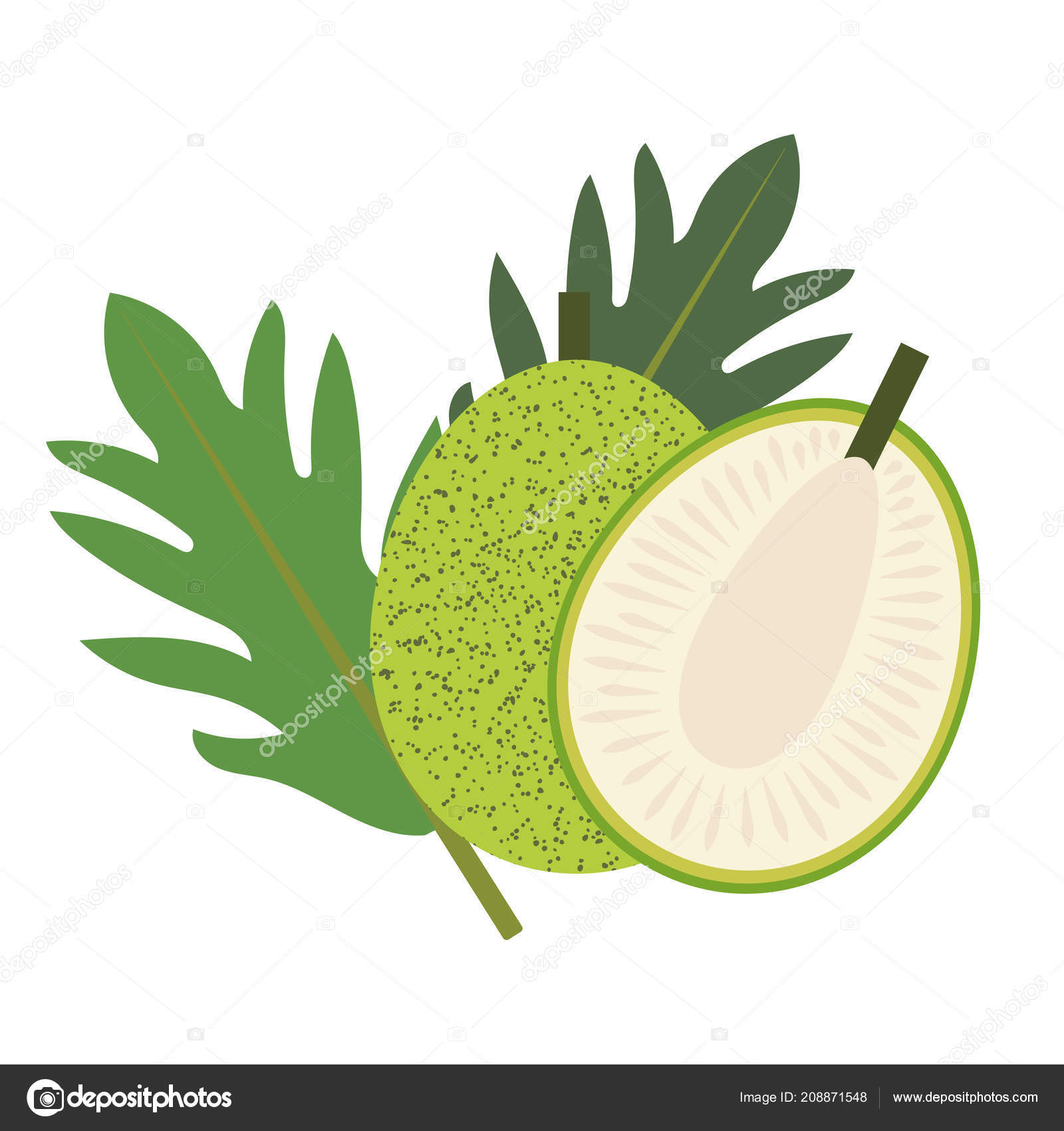 Sehat Organik Sukun Berwarna Warni Alami Tropis Buah Segar Objek Vektor ...