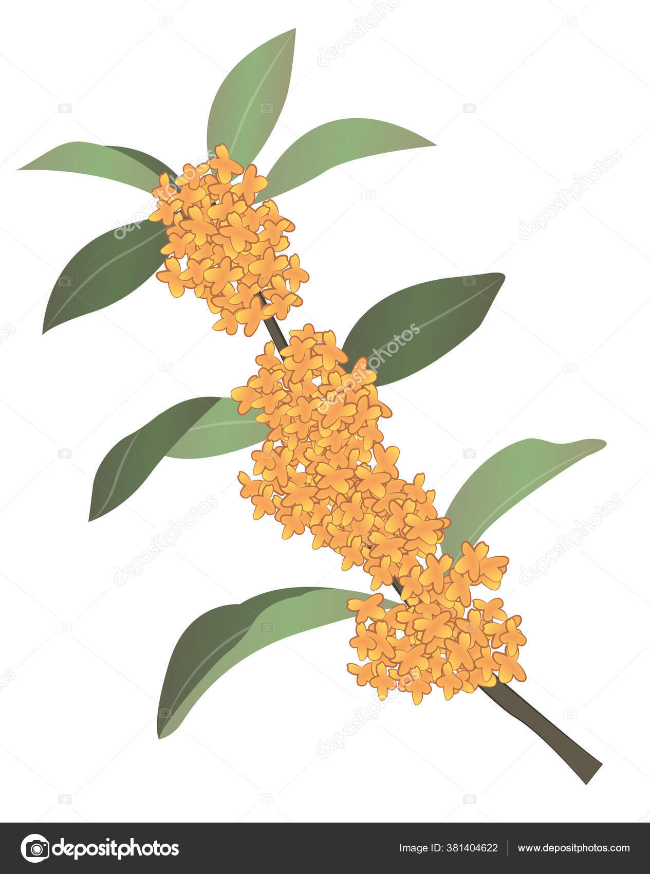 Japanese Style Vector Osmanthus Fragrans — Stock Vector © kusabi #381404622
