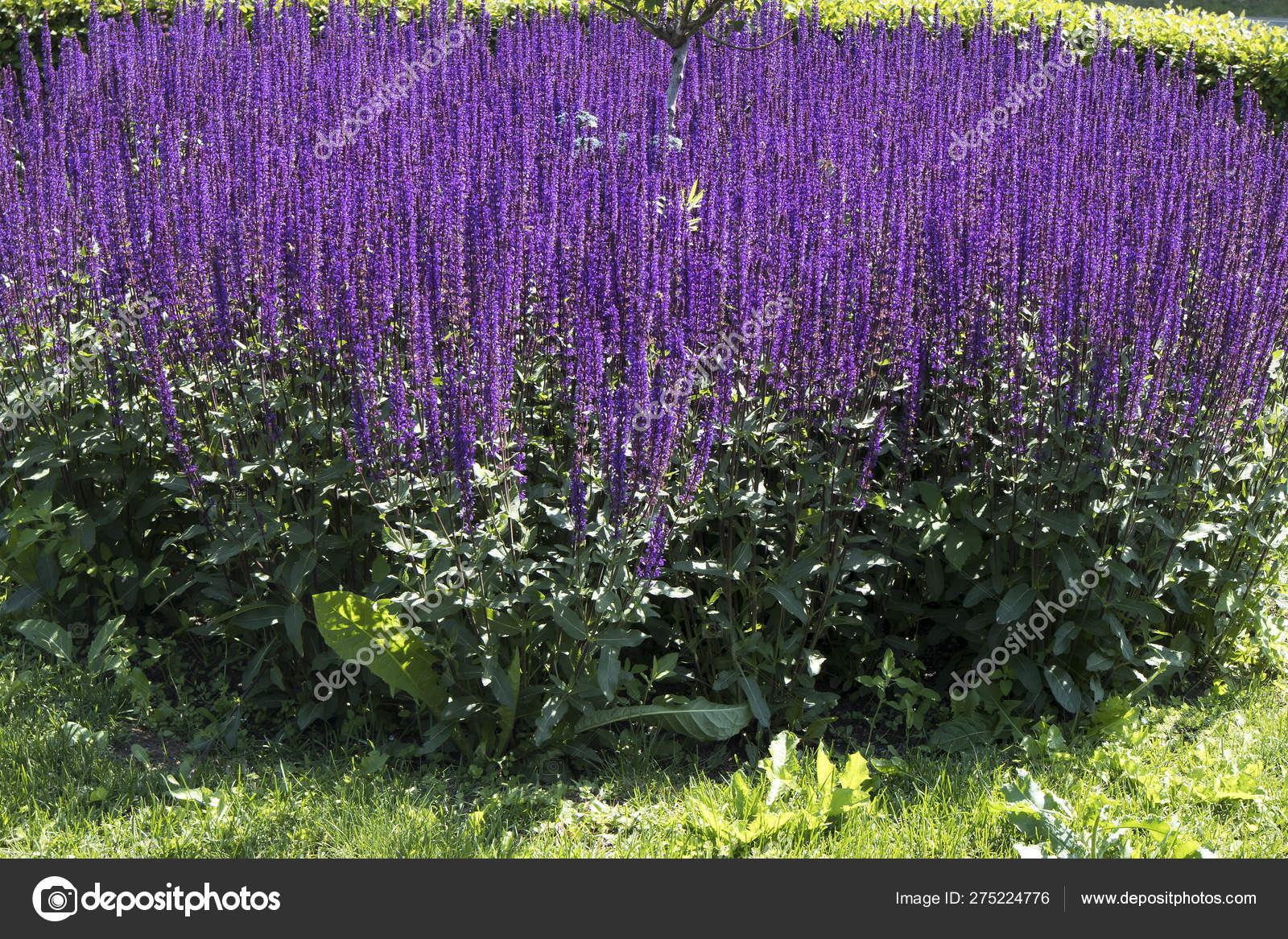 Sage, garden sage, common sage, culinary sage is a perennial, evergreen ... Sage, garden sage, common sage, culinary sage is a perennial, evergreen ...