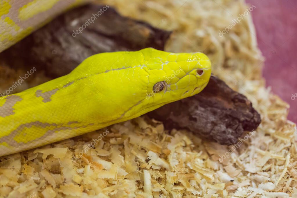 Primer plano Oro de Python, Pit n reticulado (Python reticulatus) 2024