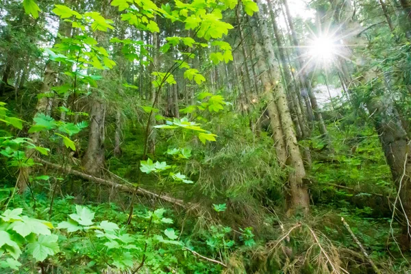 Sun star between the forest trees - Stock Image - Everypixel