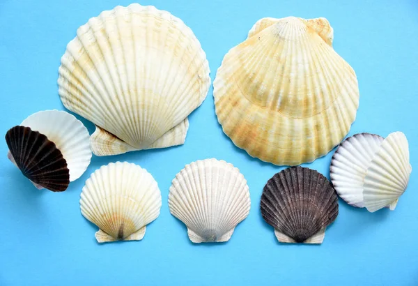 Nautulis shells Stock Photos, Royalty Free Nautulis shells Images ...