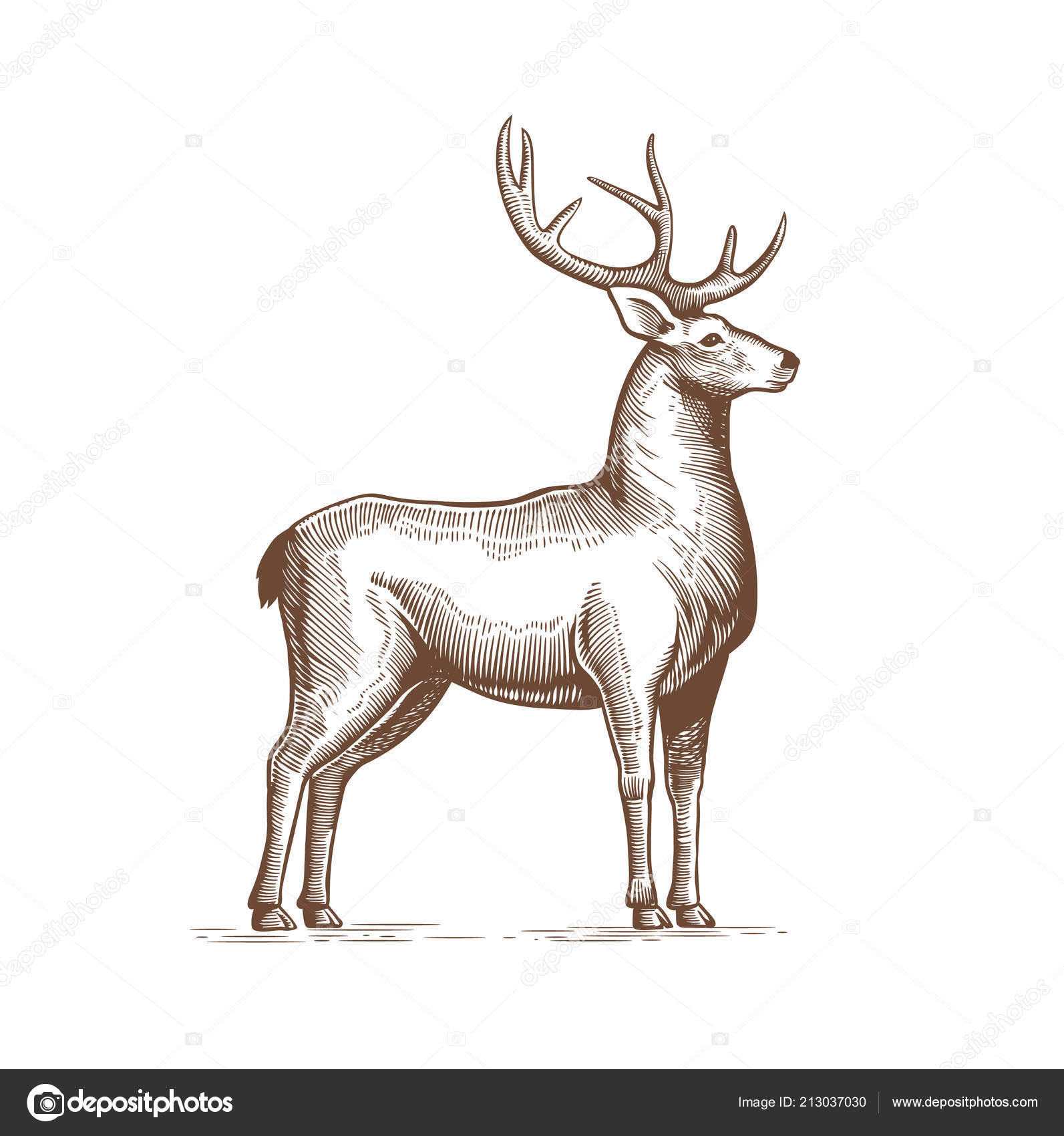 Ilustración De Ciervo Vintage