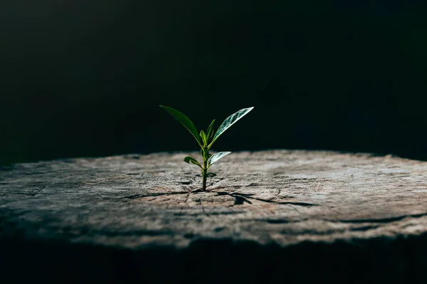 Growth life Stock Photos, Royalty Free Growth life Images | Depositphotos