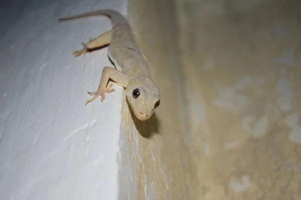 Malaysia parachute gecko Stock Photos, Royalty Free Malaysia parachute ...