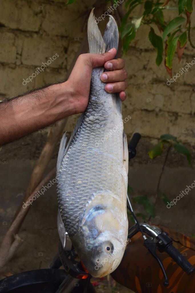 Carpa cruciana de peces de río, animal asiático una especie de pez de ...