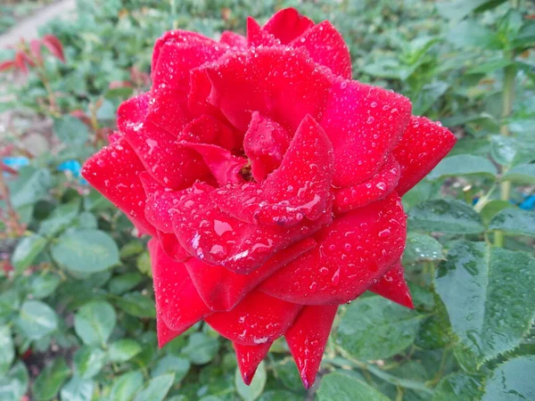 Beautiful red rose flower Stock Photos, Royalty Free Beautiful red rose ...