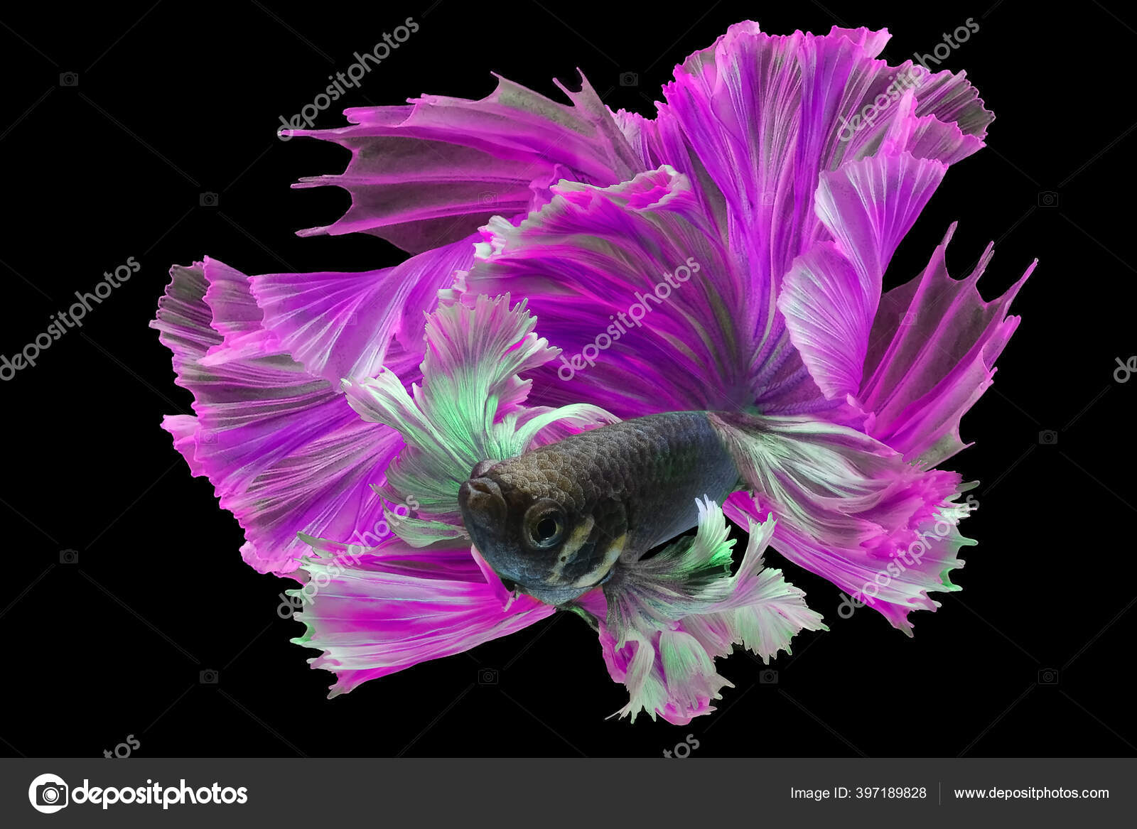 Purple And Pink Betta Fish