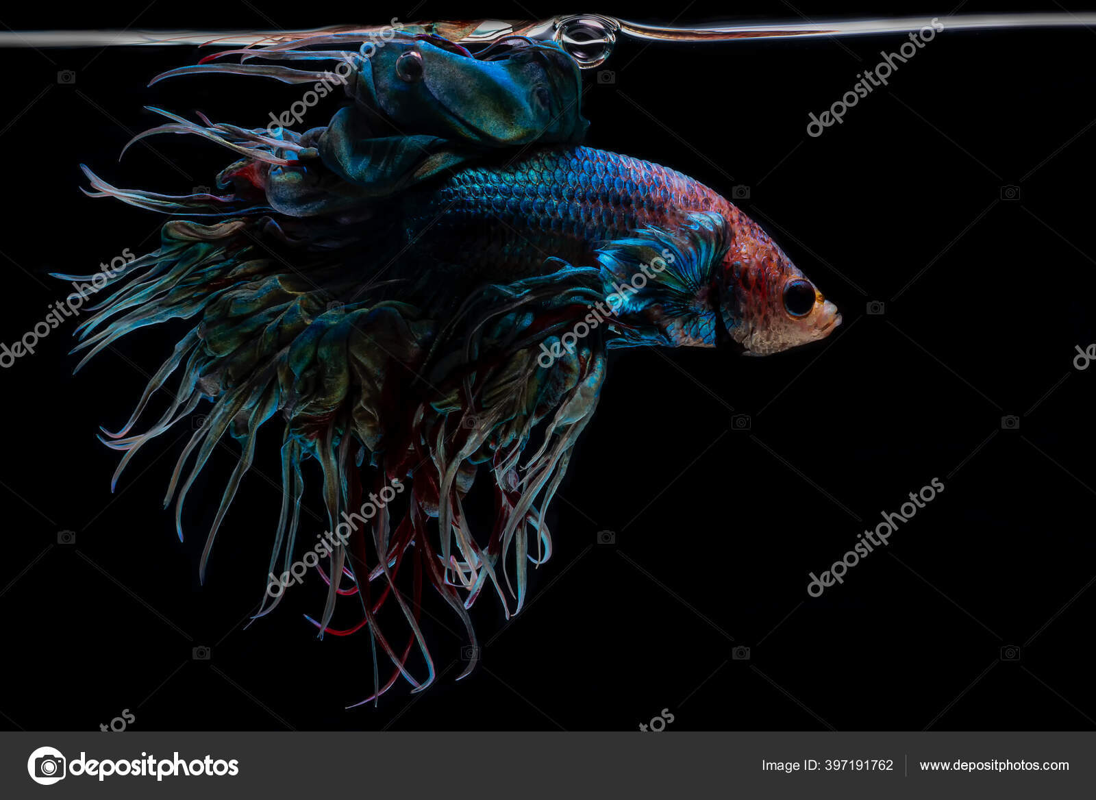 Close Blue Crowntail Betta Fish Beautiful Siamese Fighting Fish Betta ...