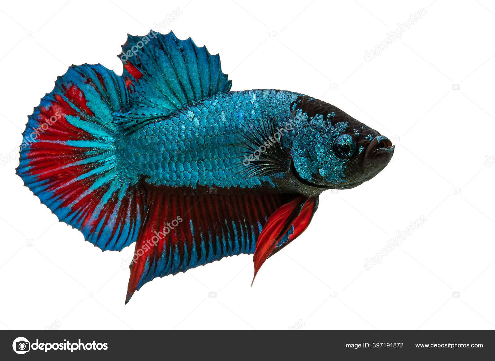 Close Blue Crowntail Betta Fish Beautiful Siamese Fighting Fish Betta ...