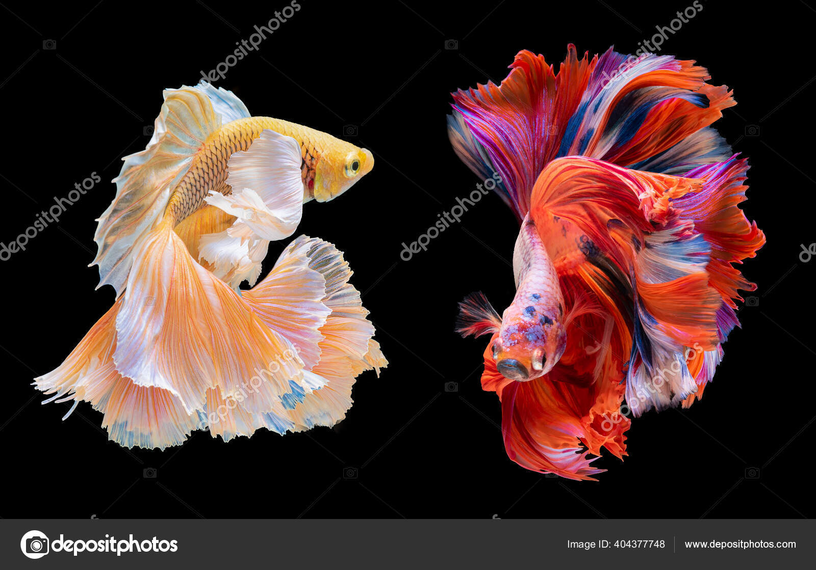 Two Betta Fish Fighting