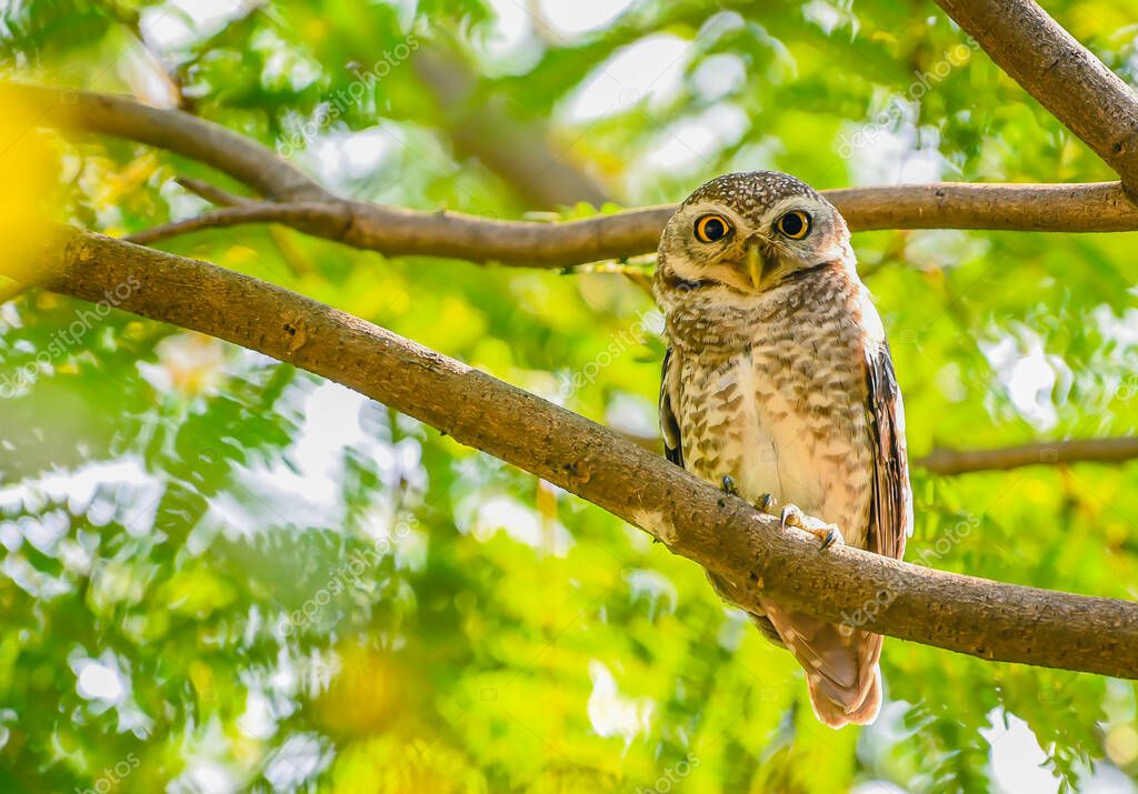 Primer plano de un búho manchado en una rama con hermosas hojas verdes ...
