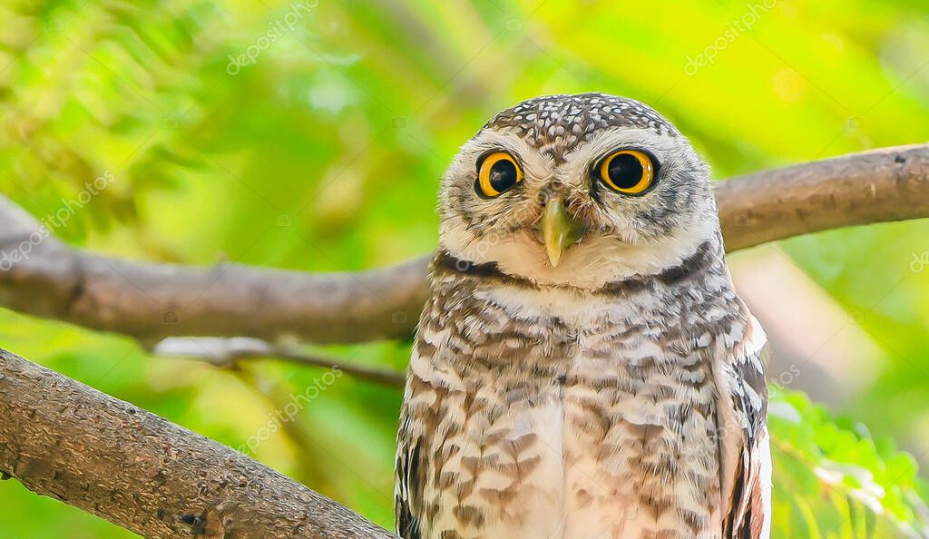 Primer plano de un búho manchado en una rama con hermosas hojas verdes ...