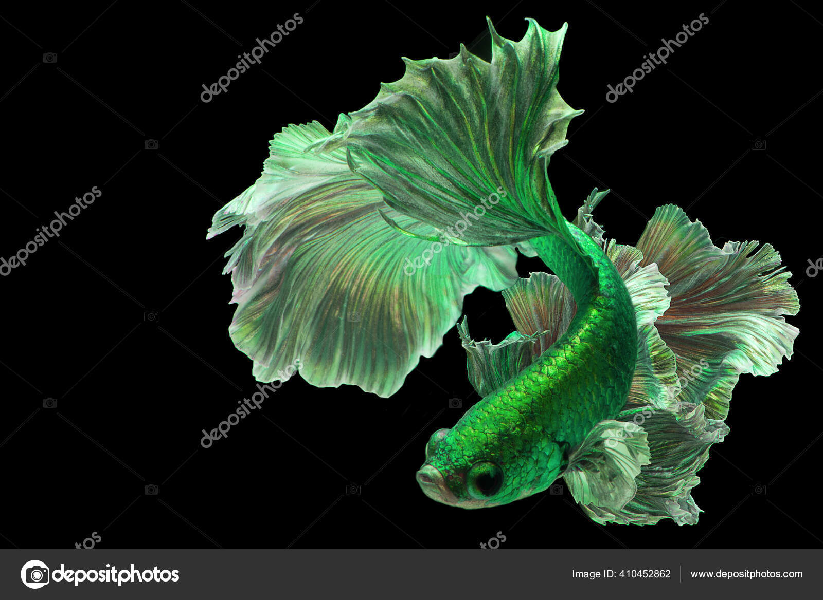 Light Red Betta Half Moon