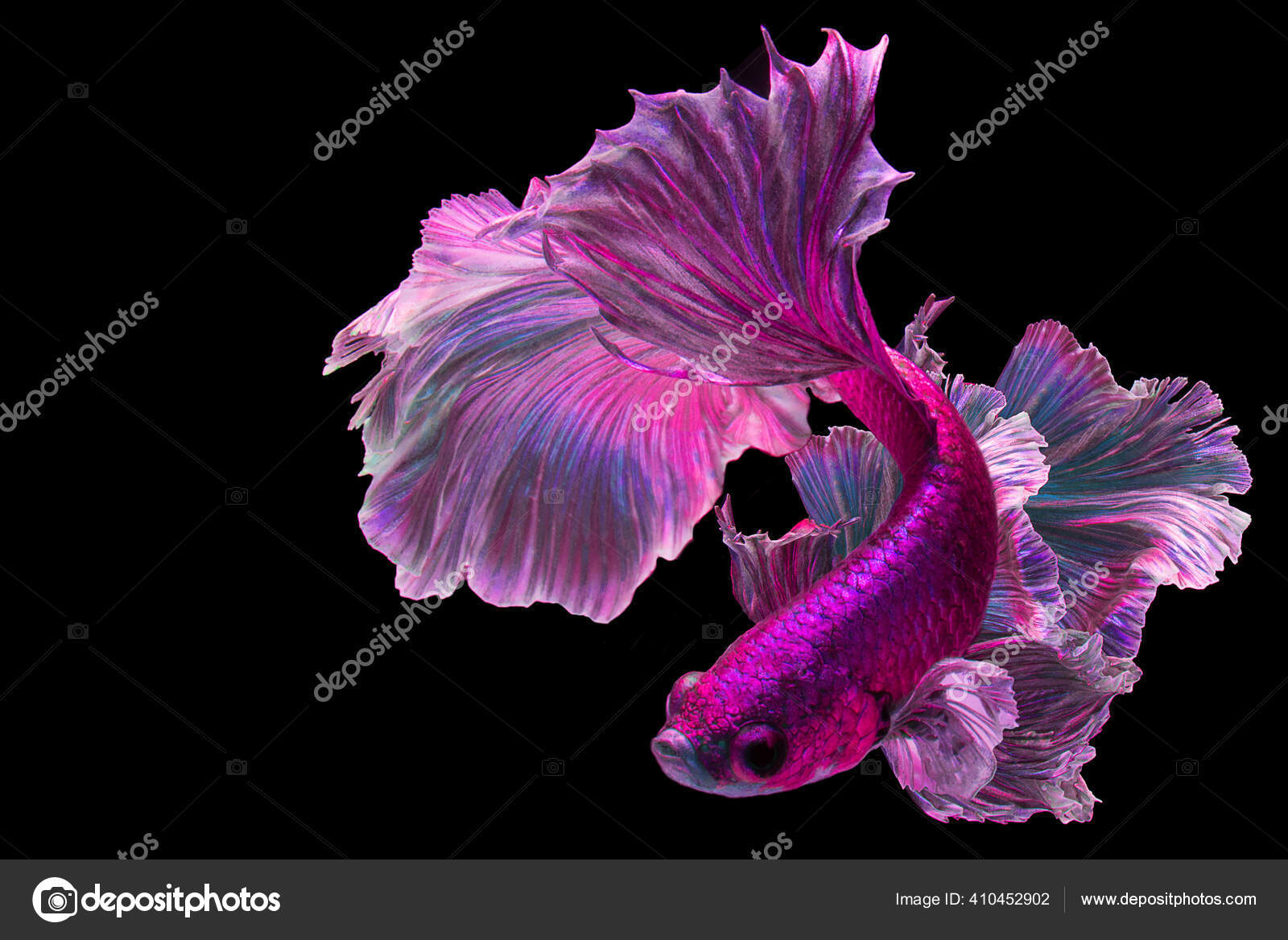 Dark Purple Betta Fish