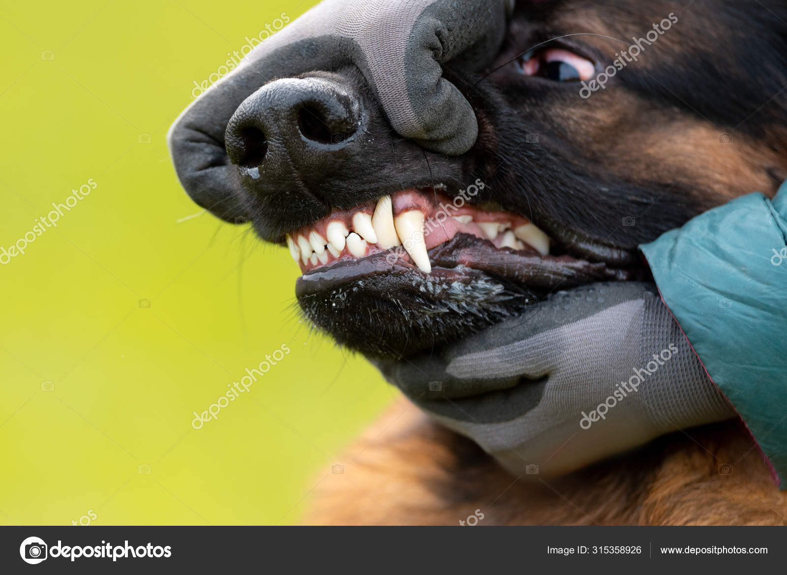 German Shepherd Bite