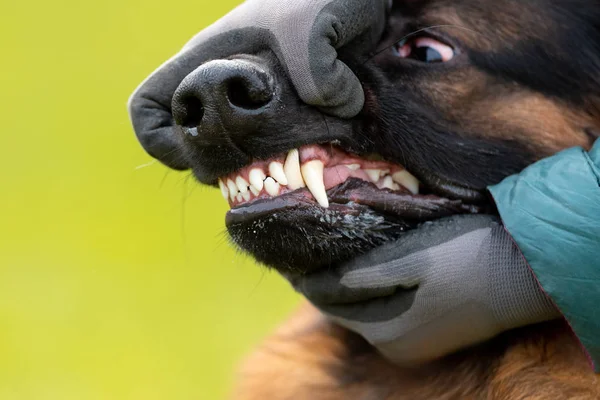 Belgian Malinois Titanium Teeth