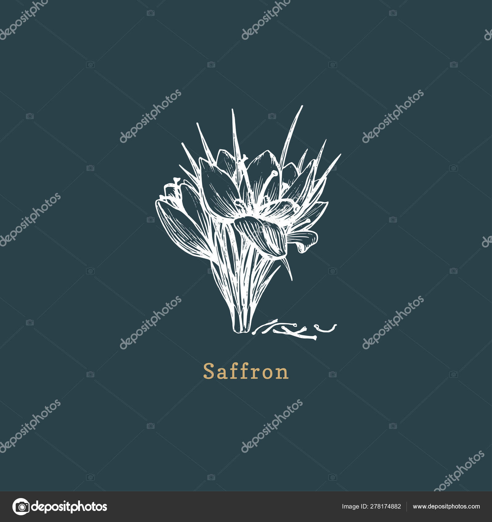 Vector Saffron sketch. Drawn spice herb in engraving style. Botanical ...