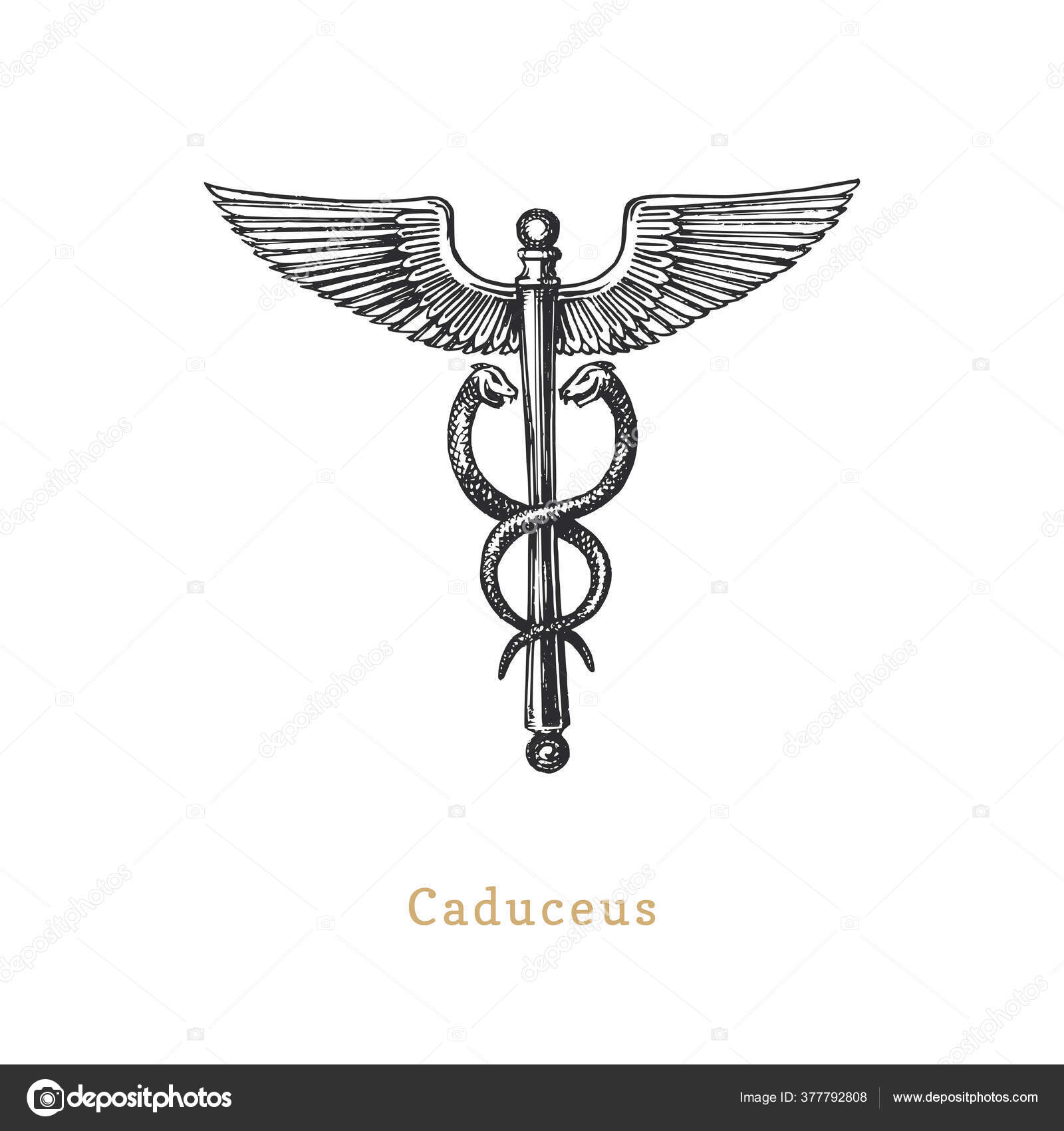 Caduceus, vector illustration in engraving style. Vintage pastiche of ...
