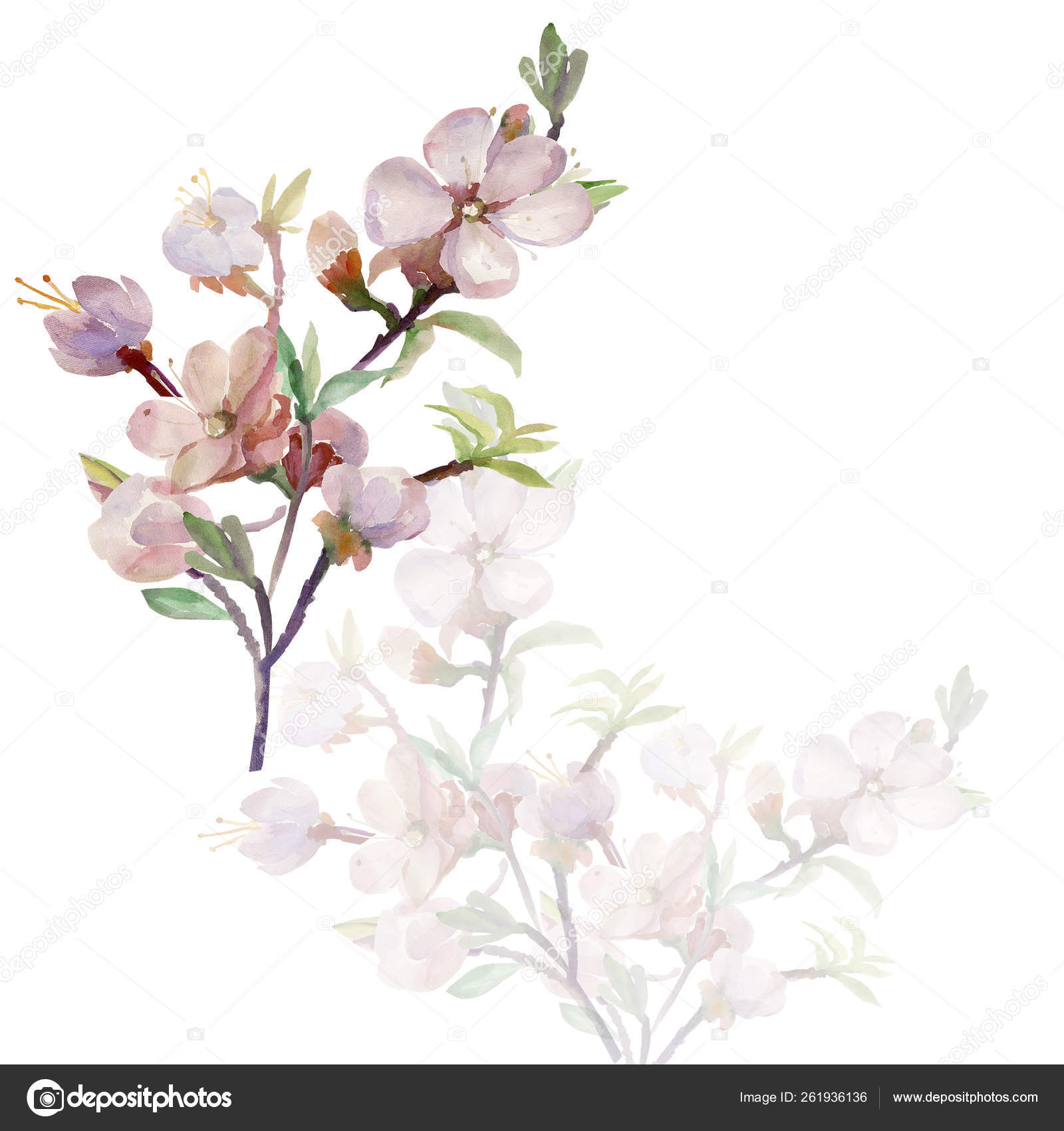 Pink Spring Branch Watercolor Drawing Tree Branch Stock Photo by ...