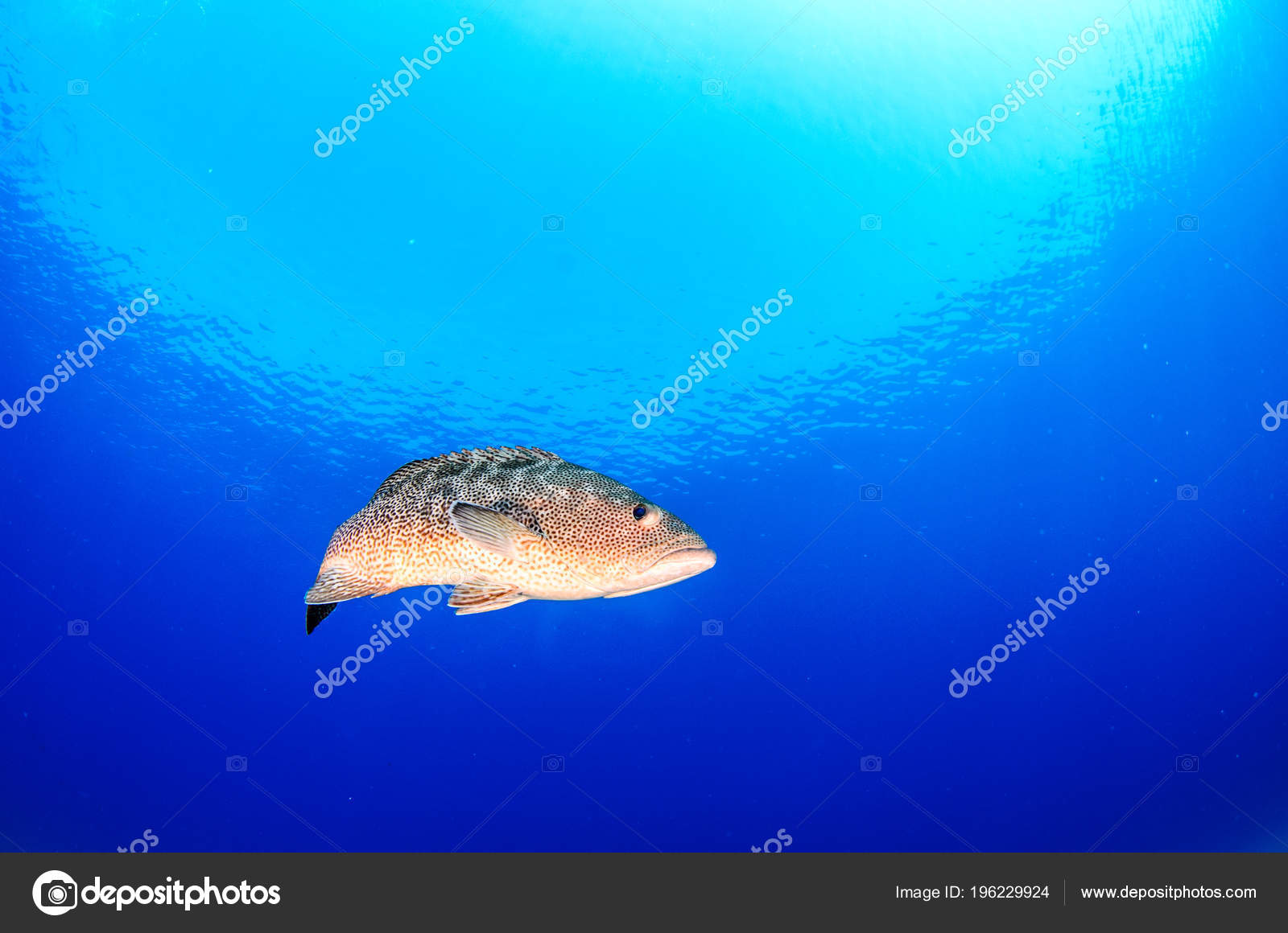 Leopard Grouper Mycteroperca Rosacea Coral Formation Reefs Sea Cortez ...