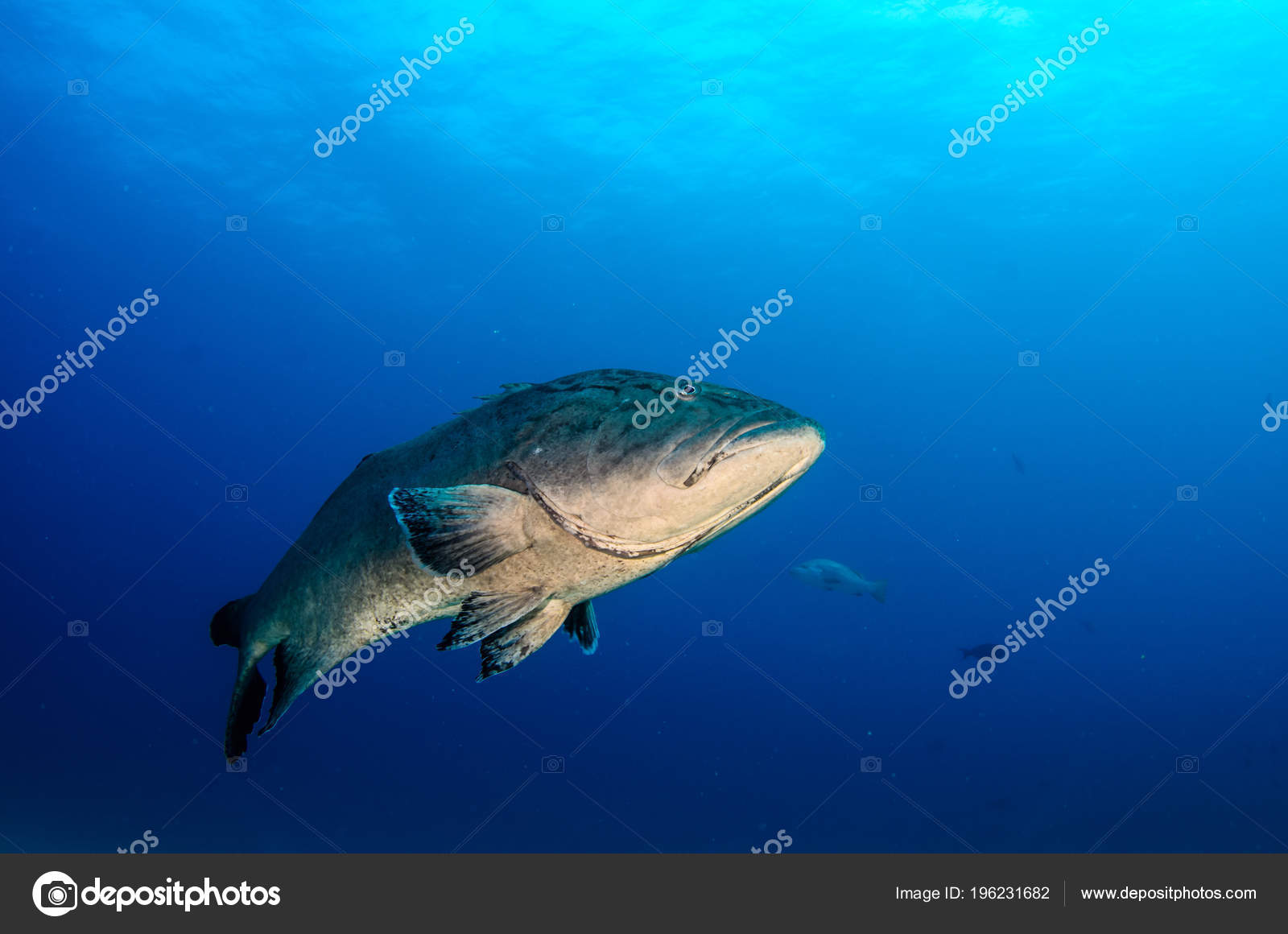 Leopard Grouper Mycteroperca Rosacea Coral Formation Reefs Sea Cortez ...