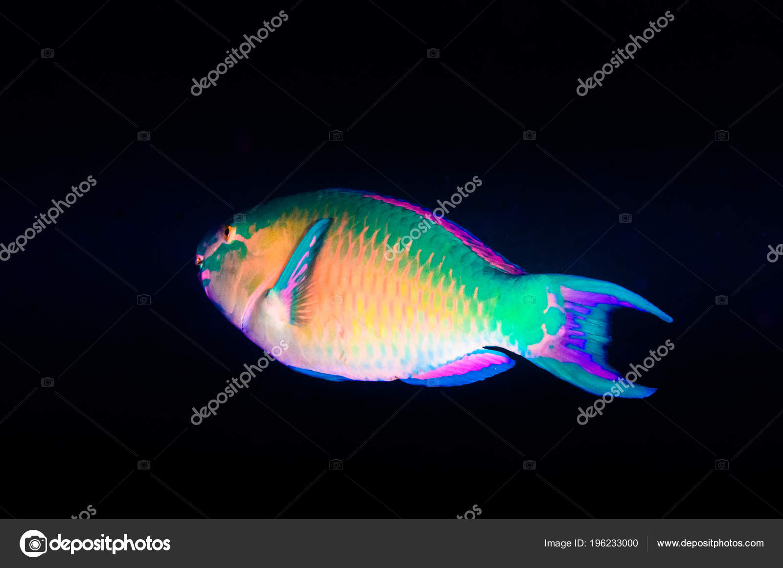 Scarus Compressus Azure Parrotfish Feeding Shipwreck Reefs Sea Cortez ...