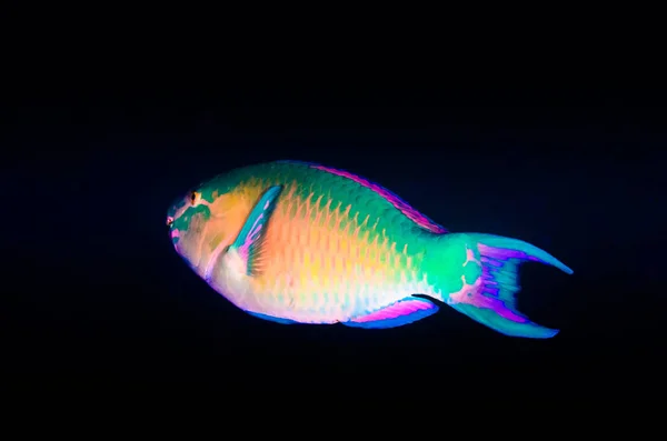 Parrotfish Stock Photos, Royalty Free Parrotfish Images | Depositphotos