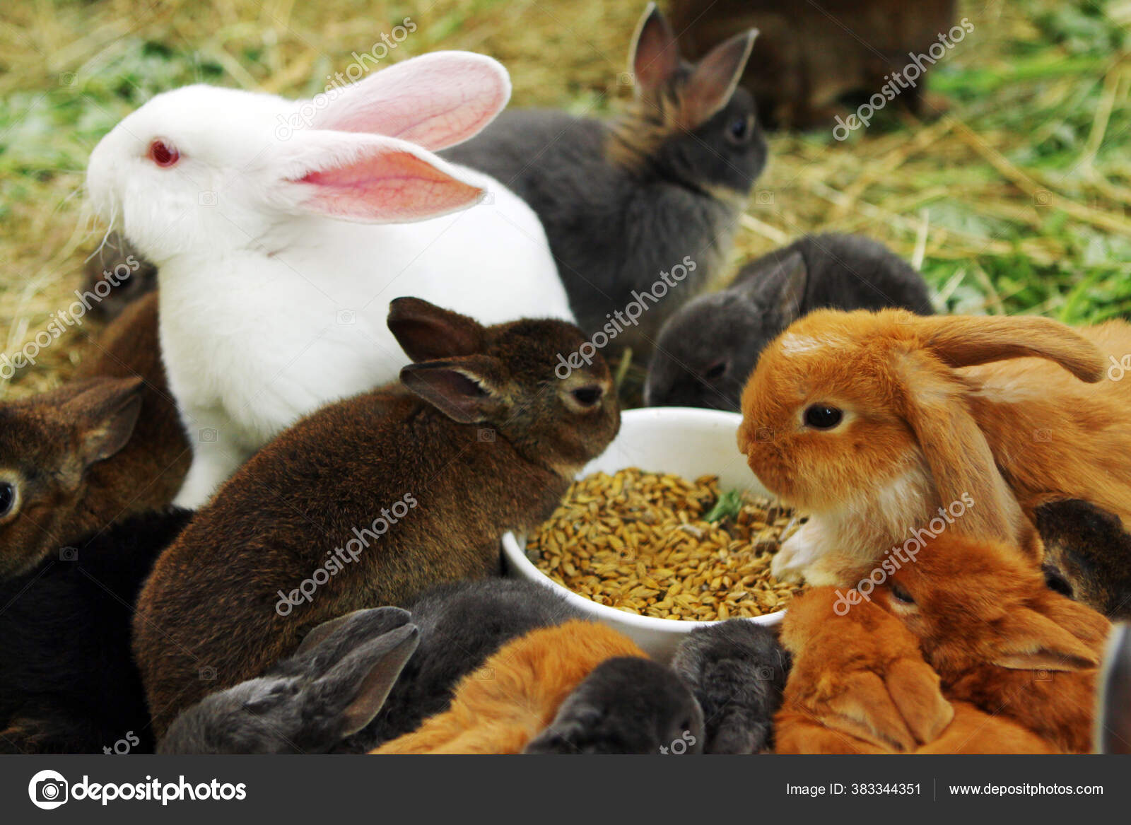 Many Different Cute Rabbits Farm Close View Stock Photo by ©racool ...
