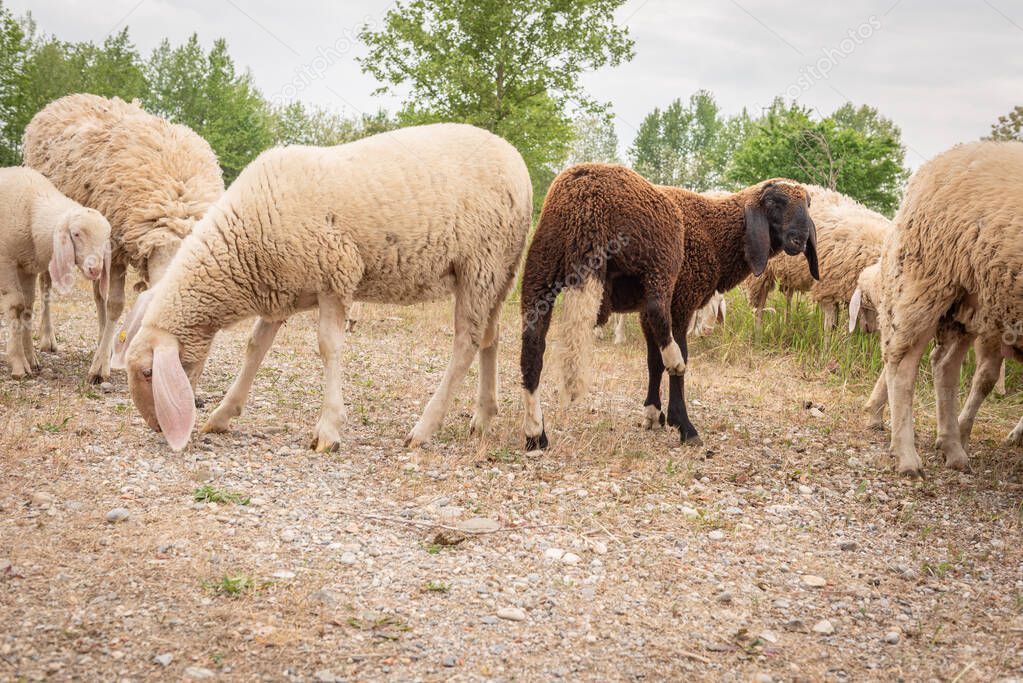 Cabras y ovejas de diferentes colores mientras pastan. Ovejas y cabras ...