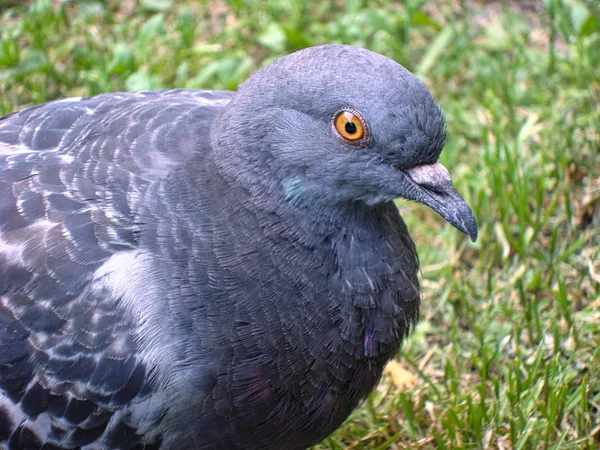 Blue gray bill Stock Photos, Royalty Free Blue gray bill Images ...